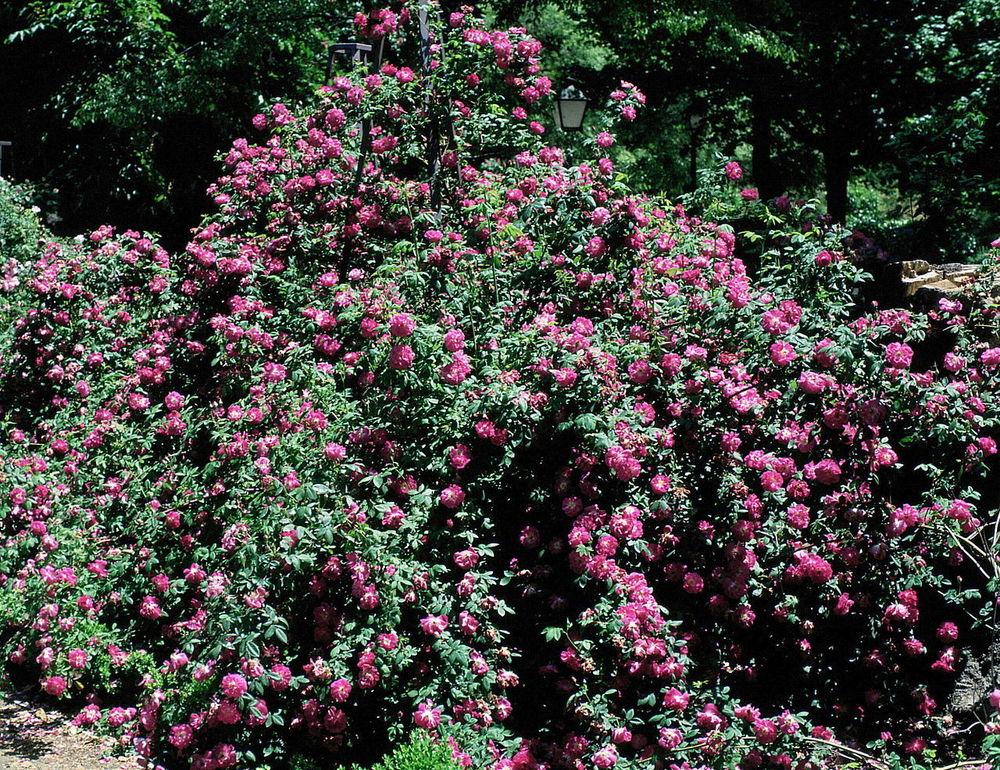 Rose (Rosa 'Amadis') in the Roses Database - Garden.org