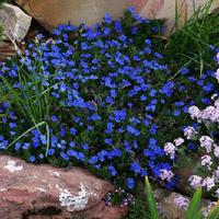 Photo of the entire plant of Lithodora (Glandora prostrata 'Grace Ward ...