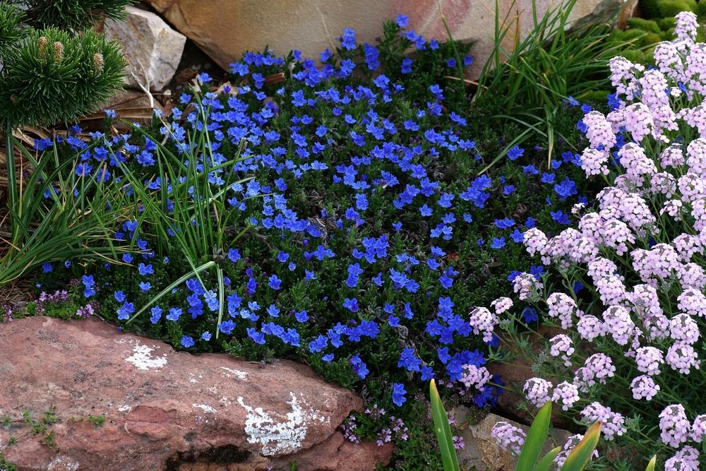 Photo of the entire plant of Lithodora (Glandora prostrata 'Grace Ward ...