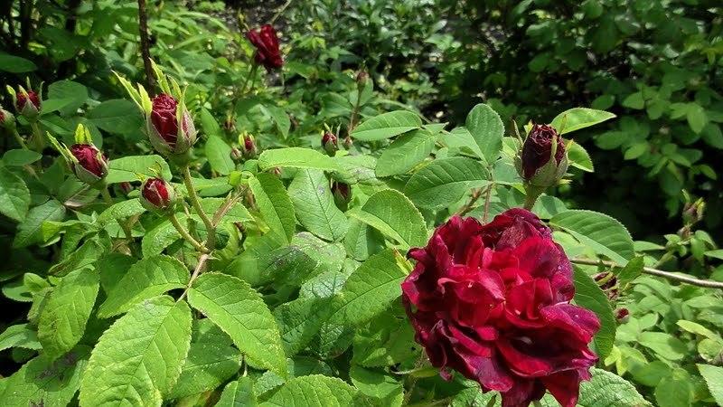 Rose (Rosa 'Rose des Maures') in the Roses Database - Garden.org