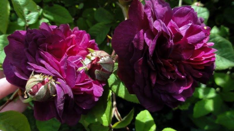 Photo of the bloom of Rose (Rosa 'Hippolyte') posted by Orsola - Garden.org
