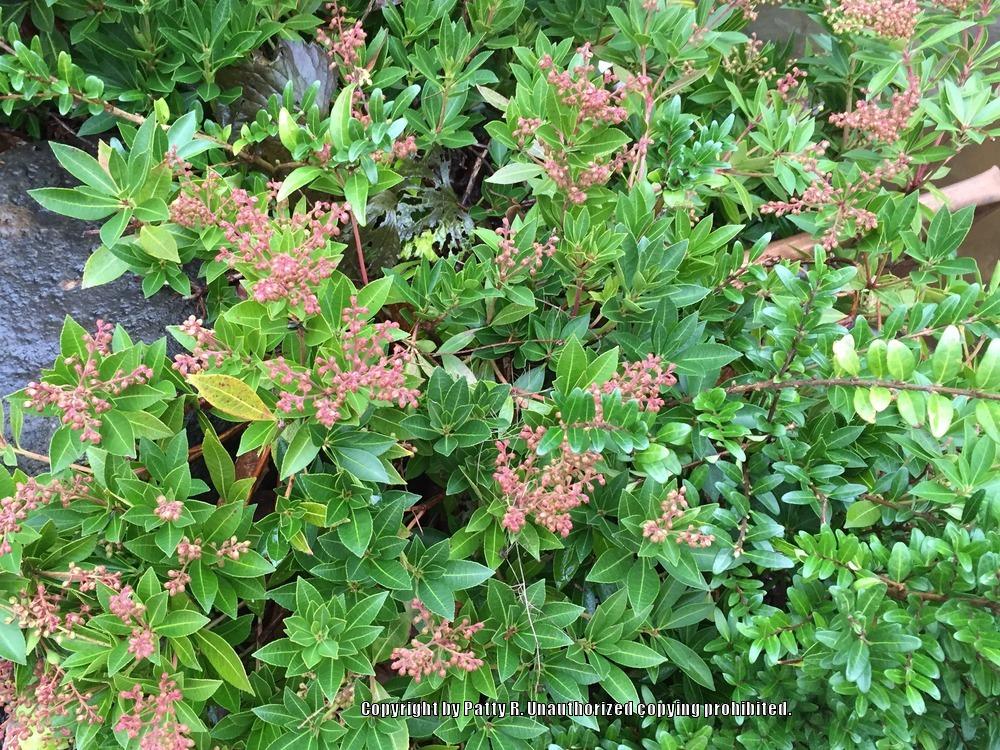 Photo of the entire plant of Dwarf Japanese Andromeda (Pieris japonica ...
