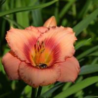 Photo of the bloom of Daylily (Hemerocallis 'Longfields Glory') posted ...