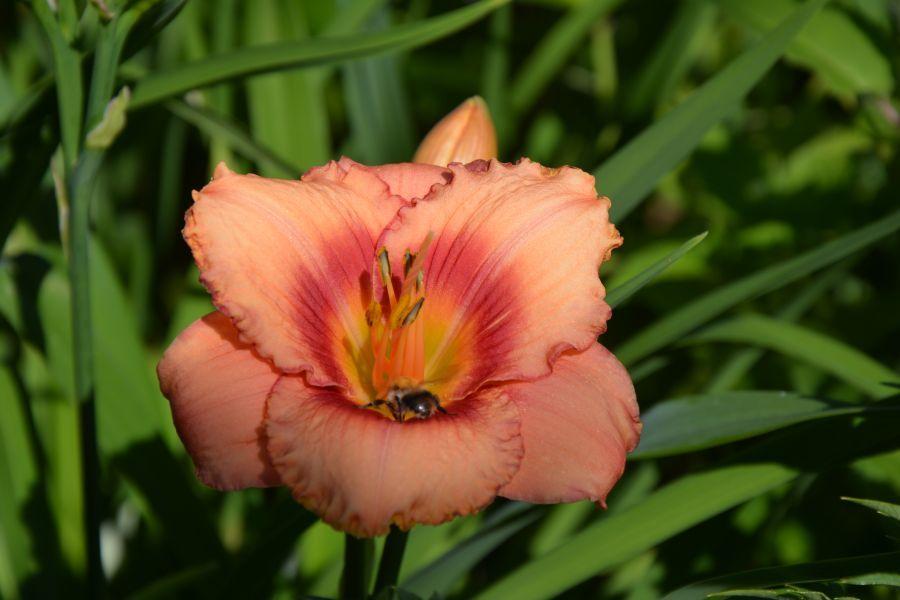 Photo of the bloom of Daylily (Hemerocallis 'Longfields Glory') posted ...