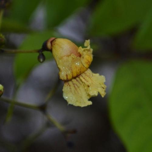 Yellow Snake Tree (Stereospermum chelonoides) - Garden.org