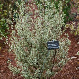 Variegated Italian Buckthorn (Rhamnus alaternus 'Variegata') - Garden.org