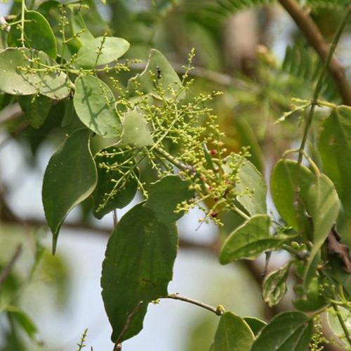 Mustard Tree (Salvadora persica) - Garden.org