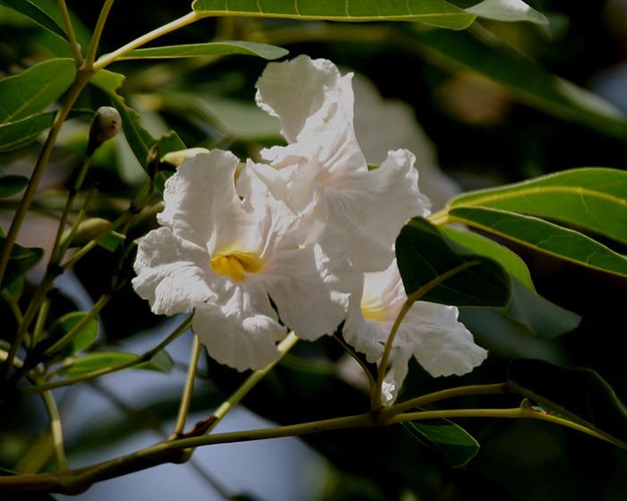 Cuban Pink Trumpet Tree (Tabebuia pallida) - Garden.org