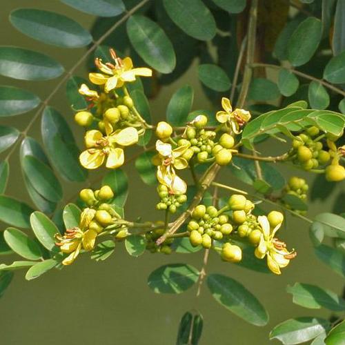 Kassod Tree (Senna siamea) - Garden.org