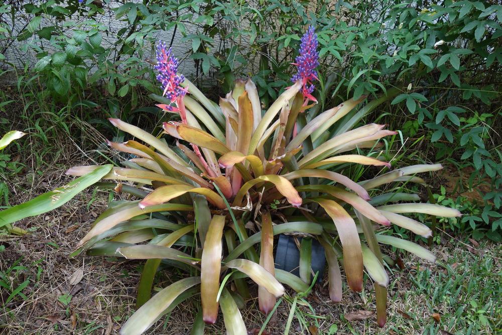 Photo of the entire plant of Bromeliad (Portea alatisepala) posted by ...