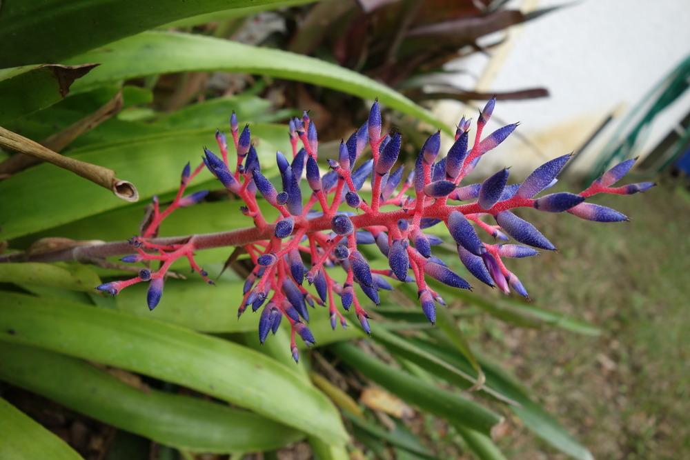 Photo of the bloom of Bromeliad (Aechmea fendleri) posted by mellielong ...