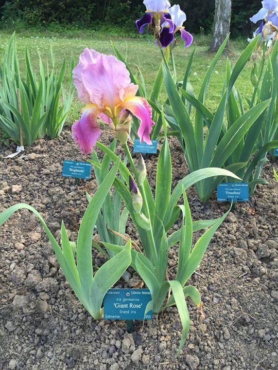 Photo of the entire plant of Tall Bearded Iris (Iris 'Giant Rose ...