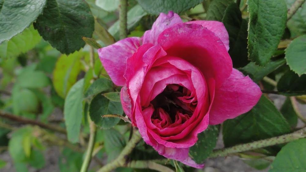 Photo of the bloom of Gallica Rose (Rosa 'Duc de Guiche') posted by ...