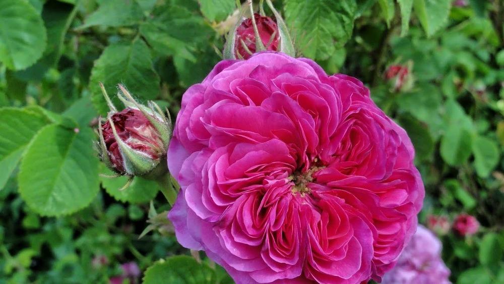 Rose (Rosa 'Duc de Cambridge') in the Roses Database - Garden.org