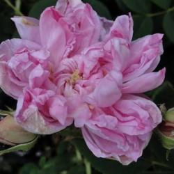 Rose (Rosa 'Omar Khayyam') in the Roses Database - Garden.org