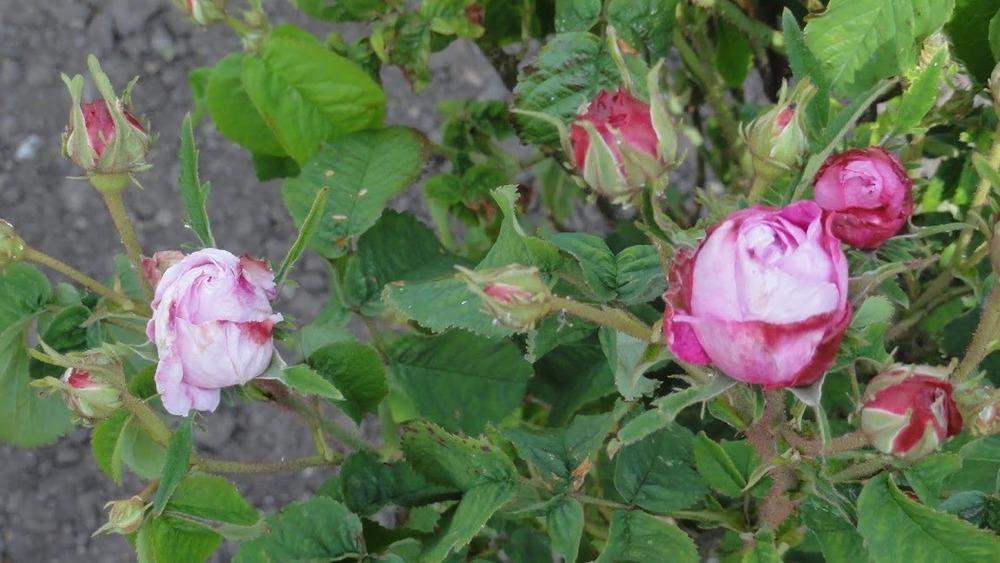 Rose (Rosa 'Nestor') in the Roses Database - Garden.org