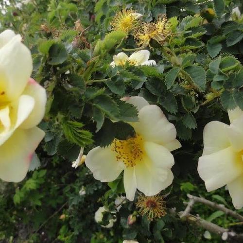 Rose (Rosa 'Canary Bird') in the Roses Database - Garden.org