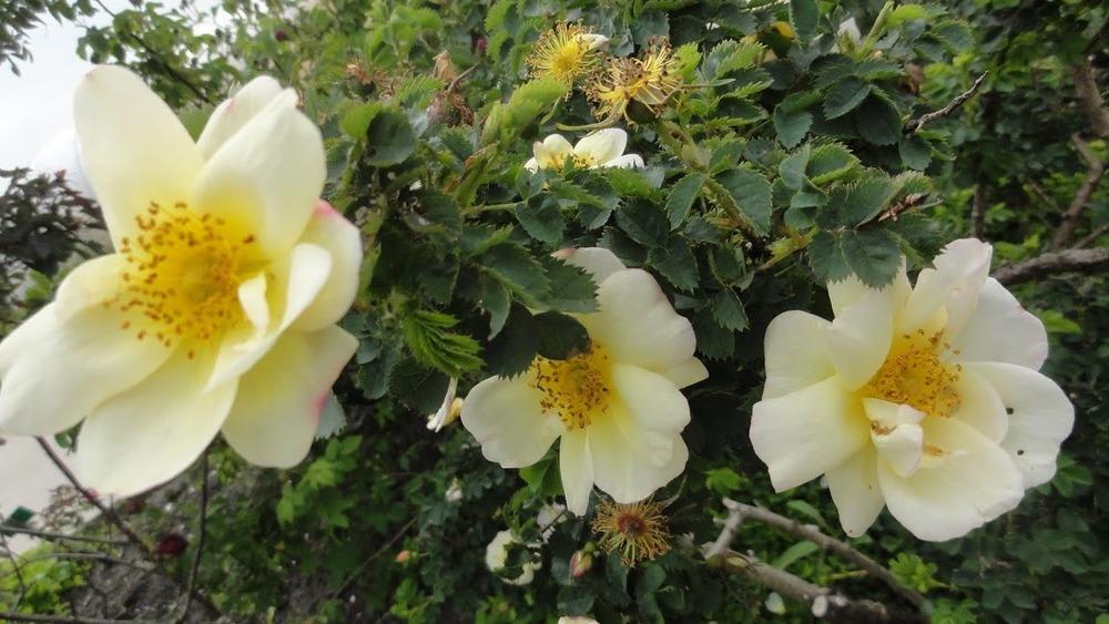 Rose (Rosa 'Canary Bird') in the Roses Database - Garden.org