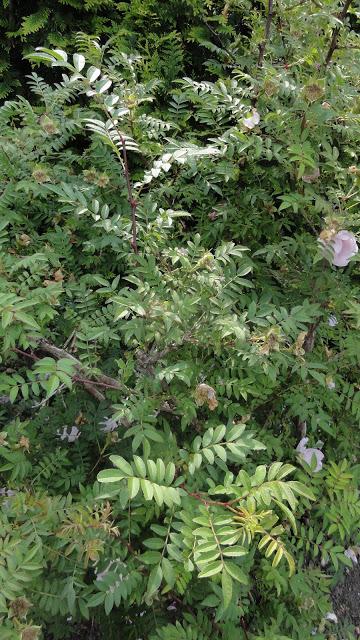 Photo of the entire plant of Double Chestnut Rose (Rosa roxburghii ...