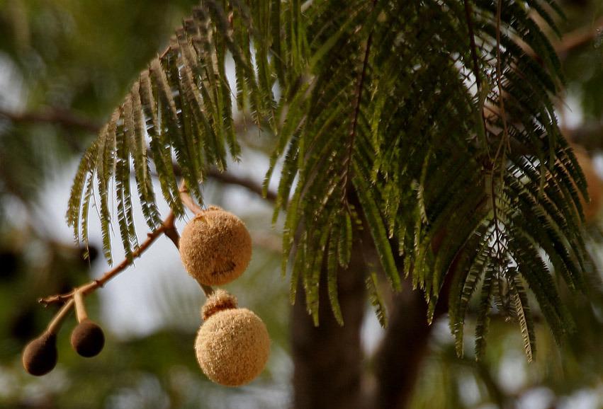 African Locust Tree (Parkia biglandulosa) - Garden.org