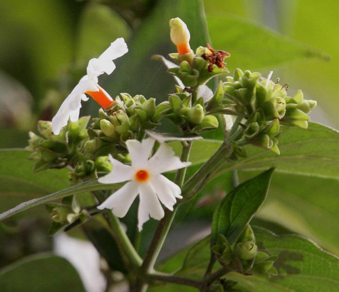 Tree-of-Sorrow (Nyctanthes arbor-tristis) - Garden.org