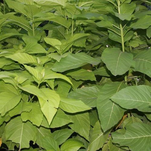 Lettuce Tree (Ceodes grandis) - Garden.org