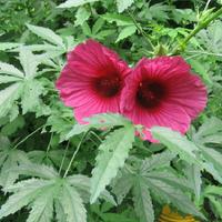 Photo of the bloom of Monarch Rosemallow (Hibiscus radiatus) posted by ...
