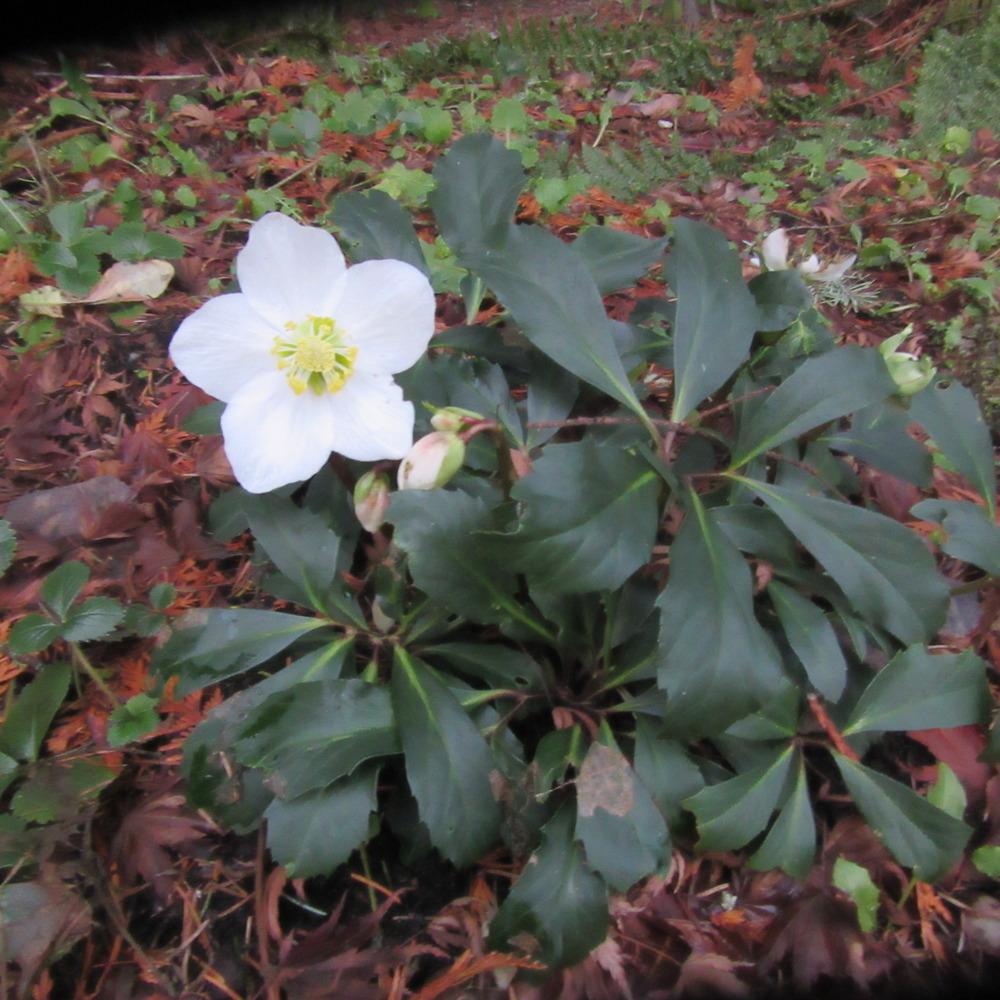 Helleborus Jacob