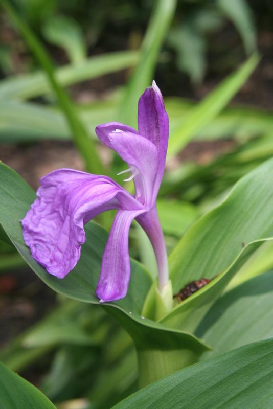 Roscoe's Lily (Roscoea purpurea) - Garden.org