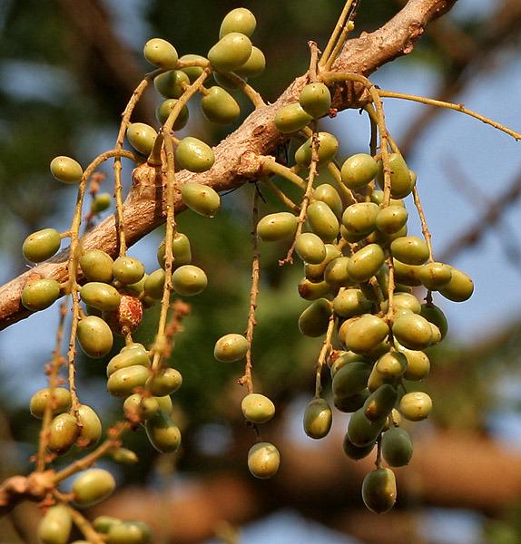 Wodier Tree (Lannea coromandelica) - Garden.org