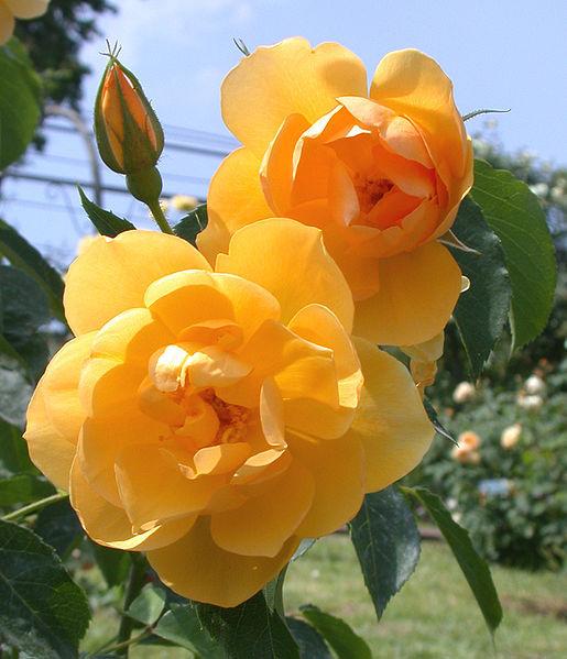 Photo of the bloom of Rose (Rosa 'Buttercup') posted by robertduval14 ...