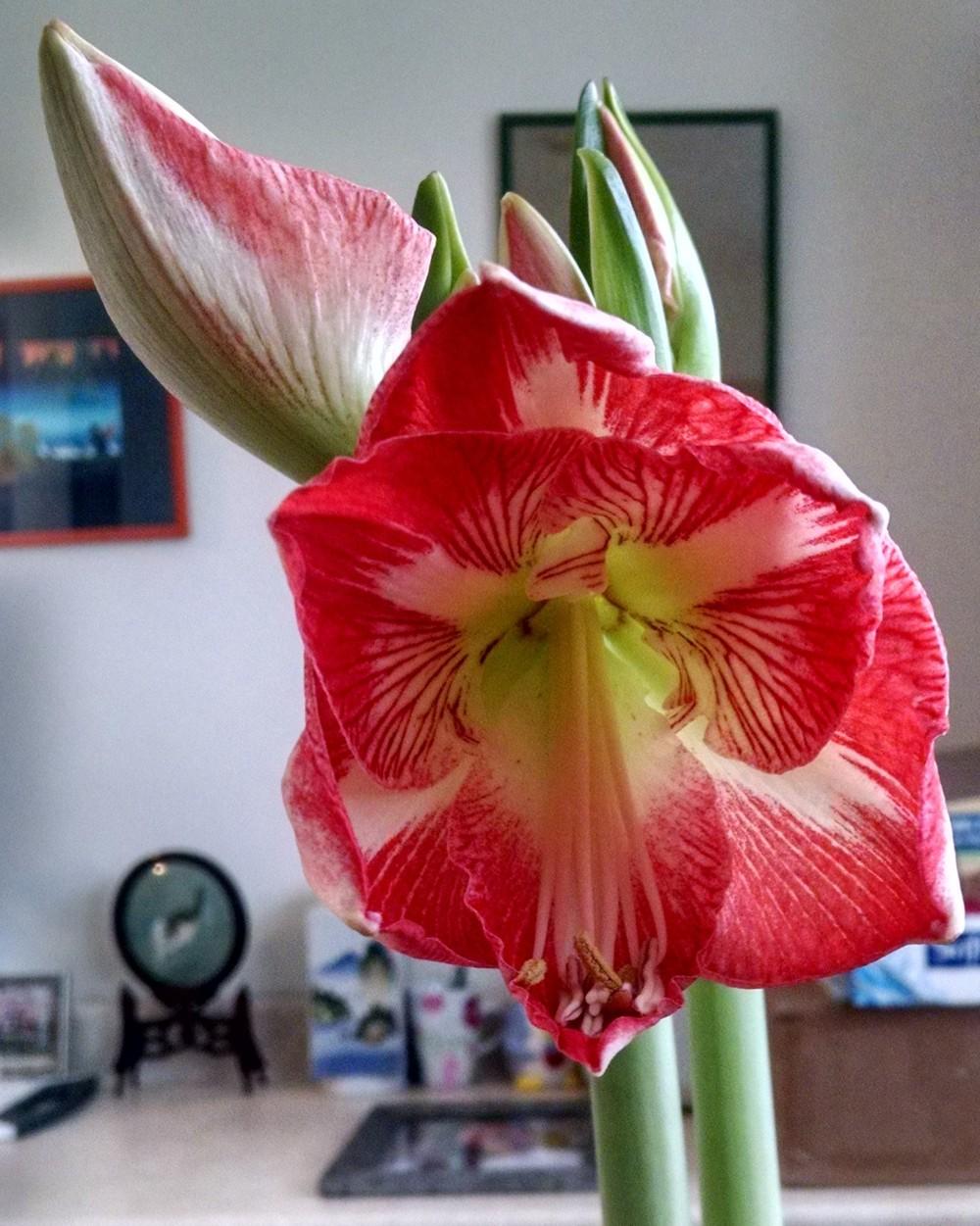 Photo of the bloom of Amaryllis (Hippeastrum 'Minerva') posted by ...