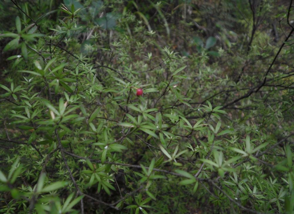 Photo of the leaves of Mingimingi (Cyathodes fasciculata) posted by ...