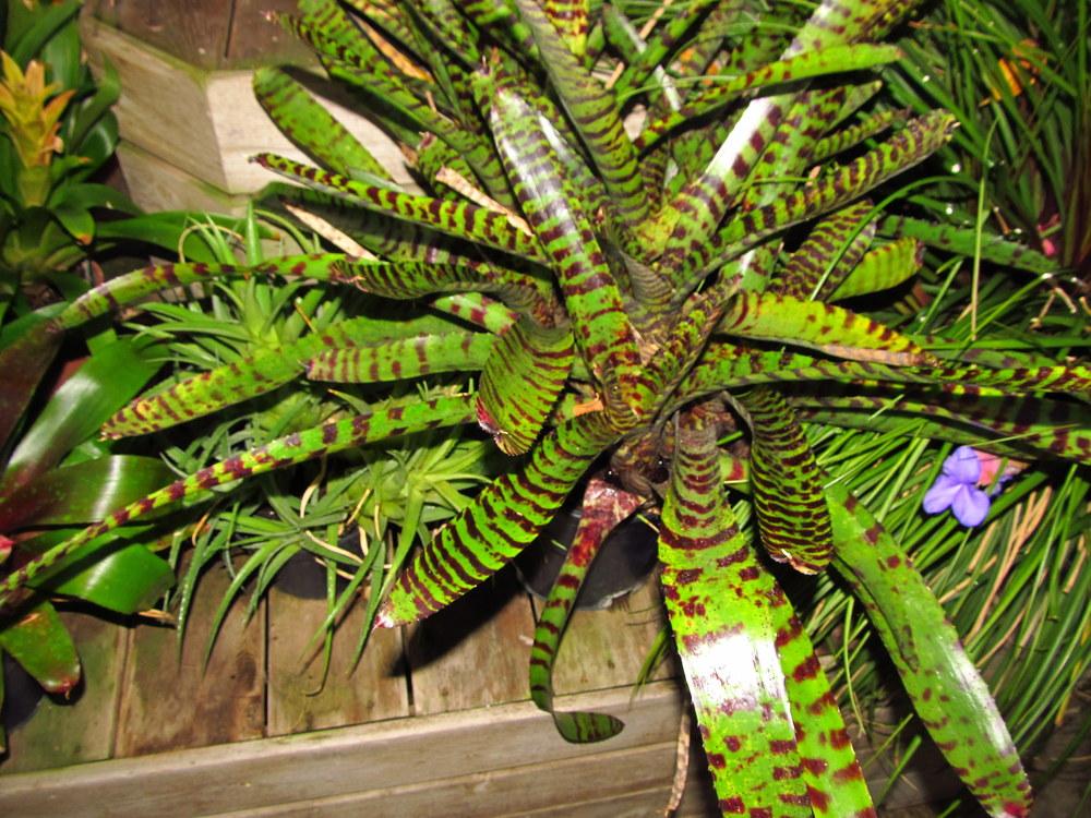 Photo of the leaves of Flaming Sword Bromeliad (Lutheria splendens ...