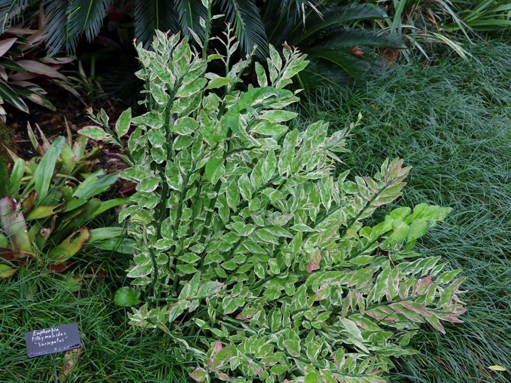 Photo of the entire plant of Variegated Devil's Backbone (Euphorbia ...