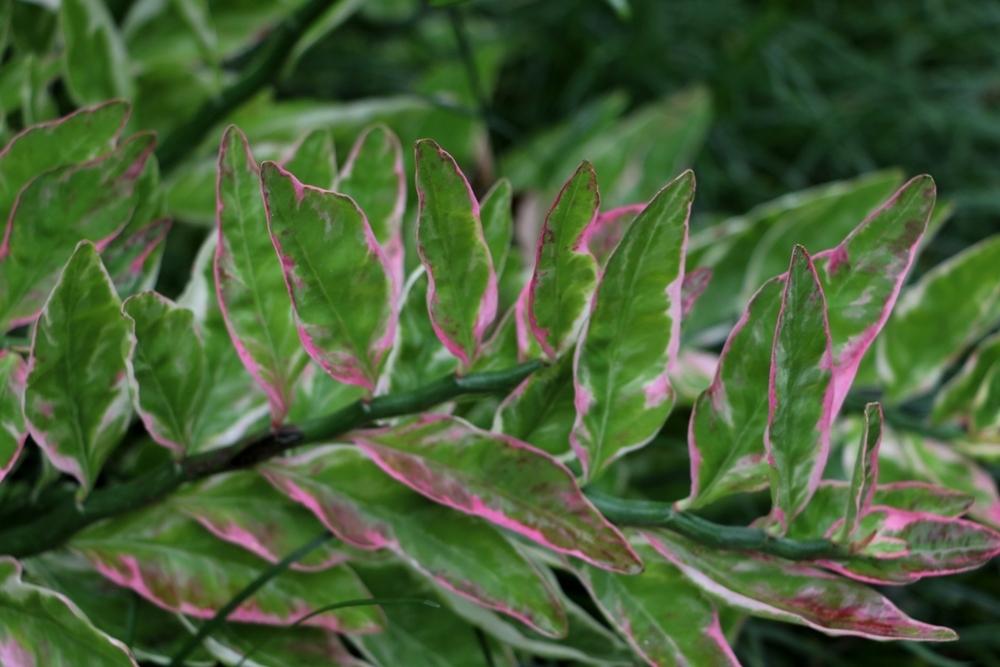Photo of the leaves of Variegated Devil's Backbone (Euphorbia ...