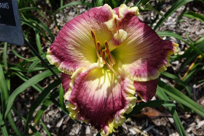 Daylily (Hemerocallis 'Celestial Dreams') in the Daylilies Database ...