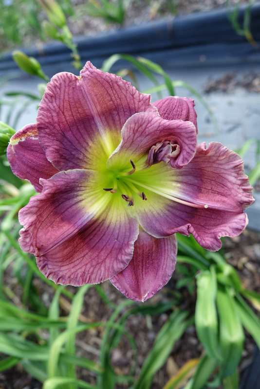 Daylily (Hemerocallis 'Berry Naughty') in the Daylilies Database ...