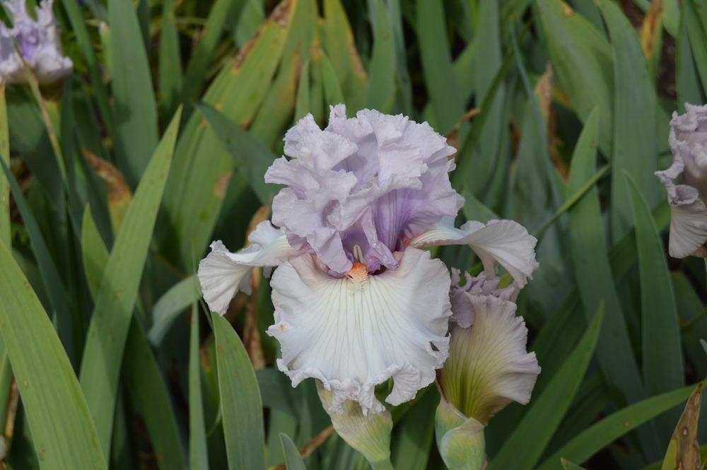 Tall Bearded Iris (Iris 'Paris Fashion') in the Irises Database ...