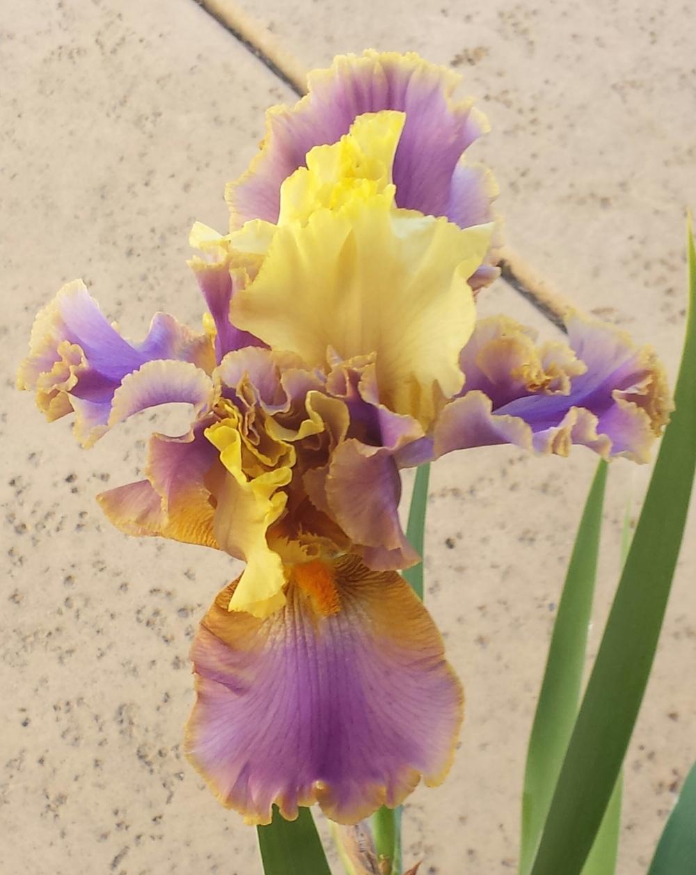 Photo of the bloom of Tall Bearded Iris (Iris 'Doodads') posted by mesospunky - Garden.org