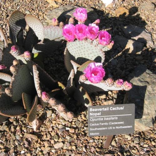 Beavertail Cactus (Opuntia basilaris) in the Prickly Pears Database ...