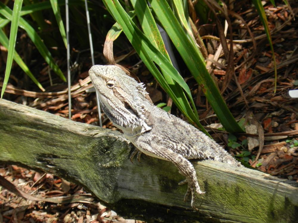 Lizards in the Gardening for Wildlife forum - Garden.org
