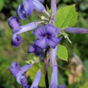 Photo of the entire plant of Clematis (Clematis heracleifolia ...