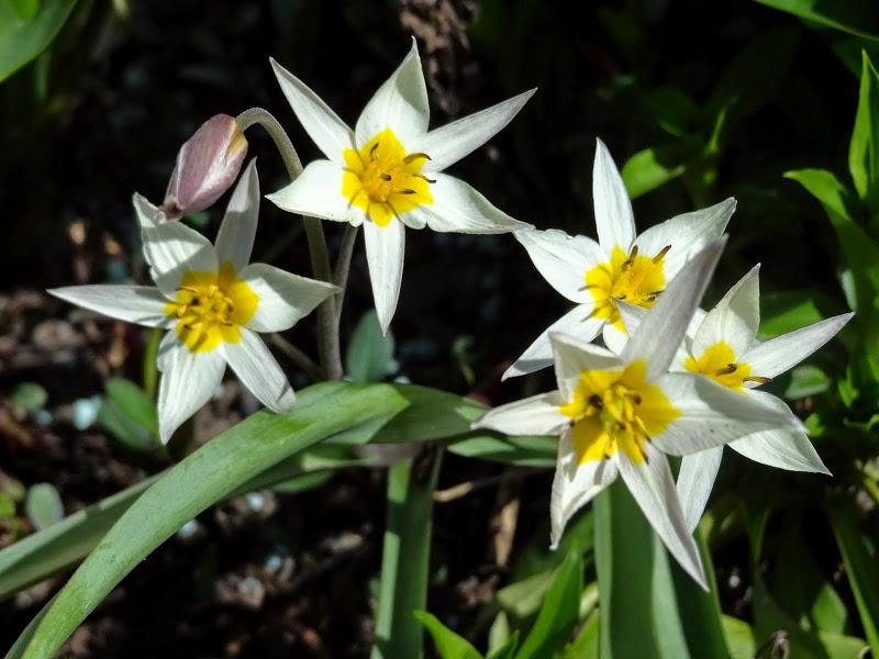 Photo of the entire plant of Species Tulip (Tulipa turkestanica) posted ...