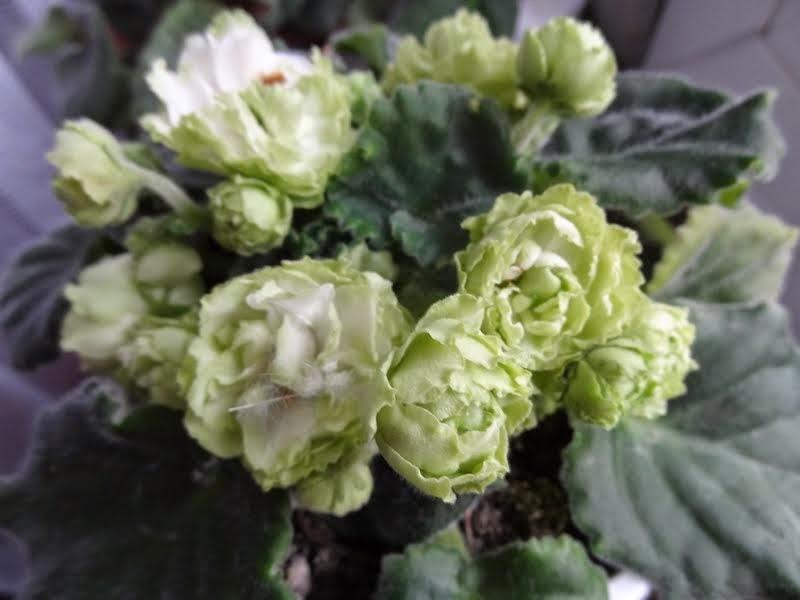 Photo of the entire plant of African Violet (Streptocarpus 'Spring Rose ...