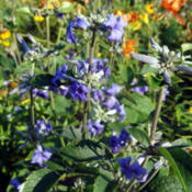 Photo of the entire plant of Clematis (Clematis heracleifolia ...