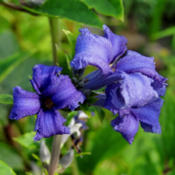 Photo of the entire plant of Clematis (Clematis heracleifolia ...