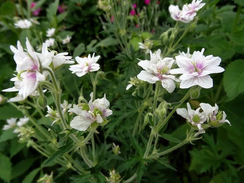 Photo of the entire plant of Hardy Geranium (Geranium pratense 'Double ...