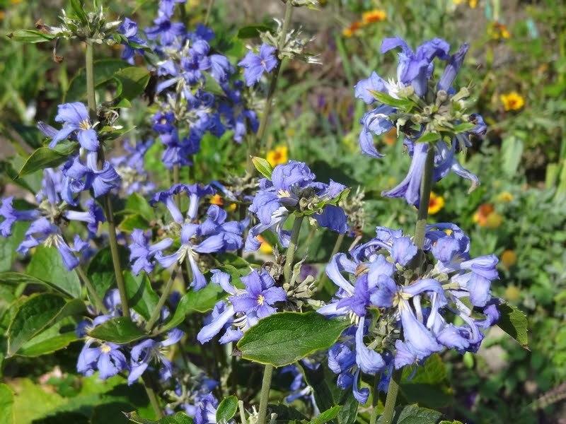Photo of the entire plant of Clematis (Clematis heracleifolia ...