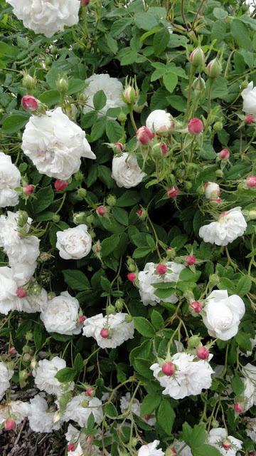 Photo of the bloom of Rose (Rosa 'Madame Plantier') posted by Orsola ...